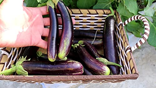 Gaea's Blessing Seeds - Eggplant Seeds - Long Purple Heirloom Non-GMO Seeds with Easy to Follow Planting Instructions - 91% Germination Rate Net Wt. 1.0g