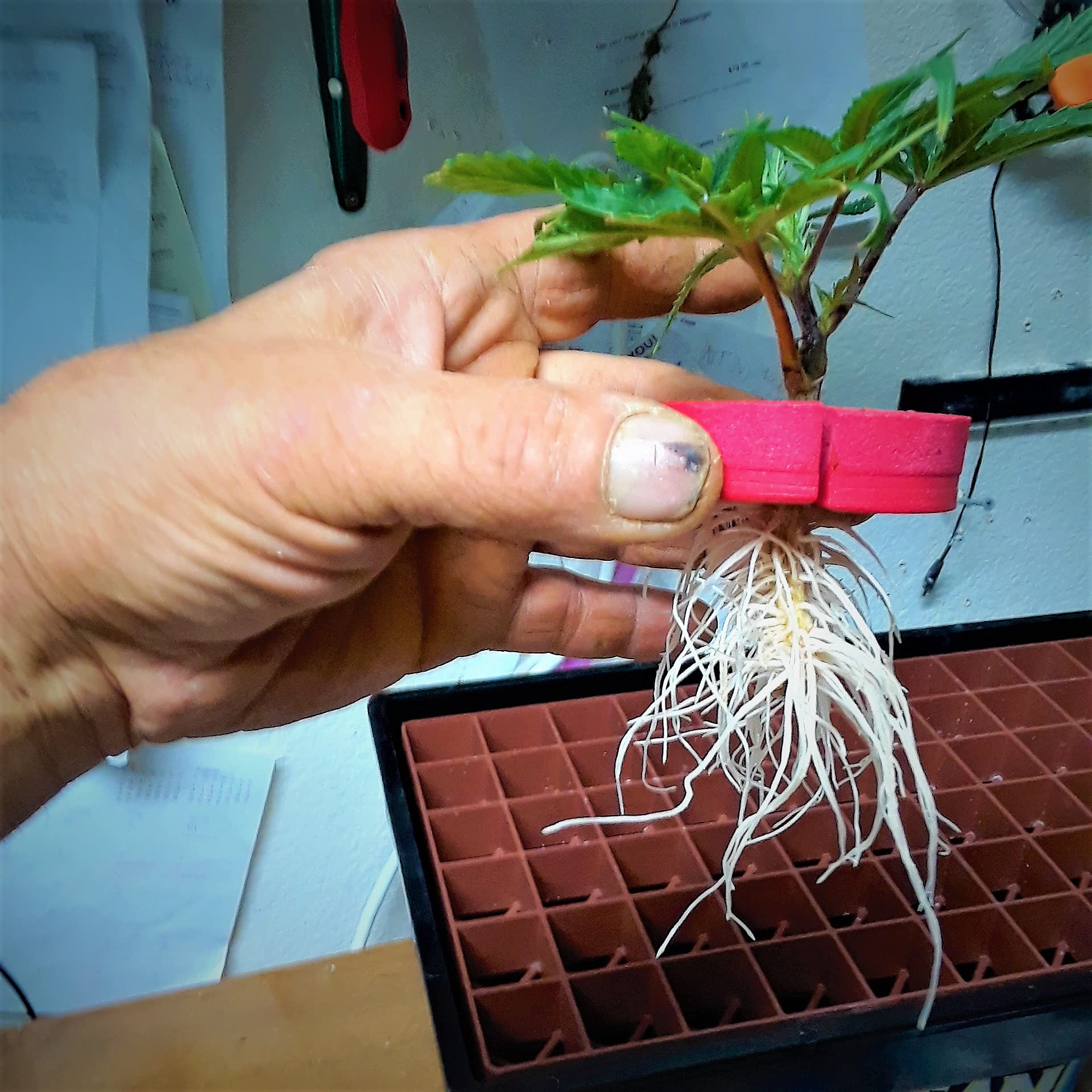 CLONE KING 64 Site Aeroponic Cloning Machine Cloner Expect 100% Success Rates!!!