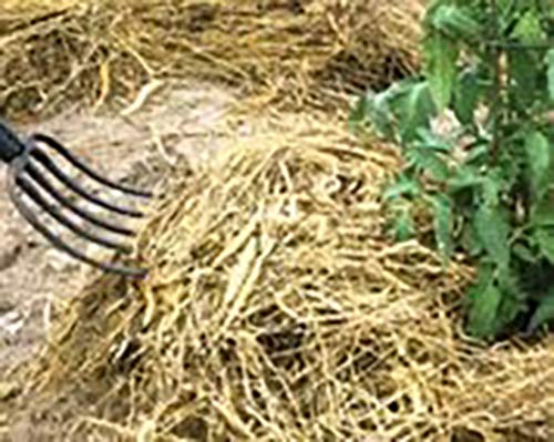 EZ-Straw Just Straw Clean Processed Straw – Multi Purpose - Small Bale (1 Cubic Foot)