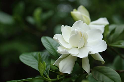 Gardenia Seeds, White Fragrant Blooms and Glossy Green Foliage-50 Seeds