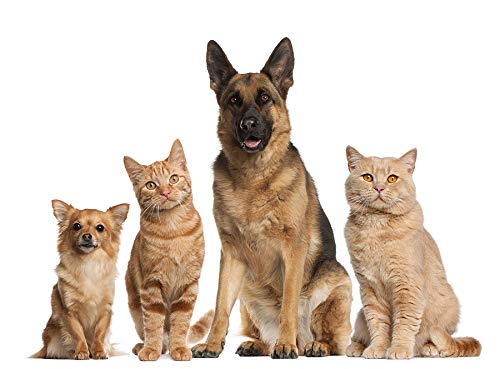 Omega 3 for Cats Liquid - Omega 3 Fatty ACIDS for Pets - Dogs and Cats - Premium Health - cat Joint Supplement Chews - 180 Softgels (1 Bottle)