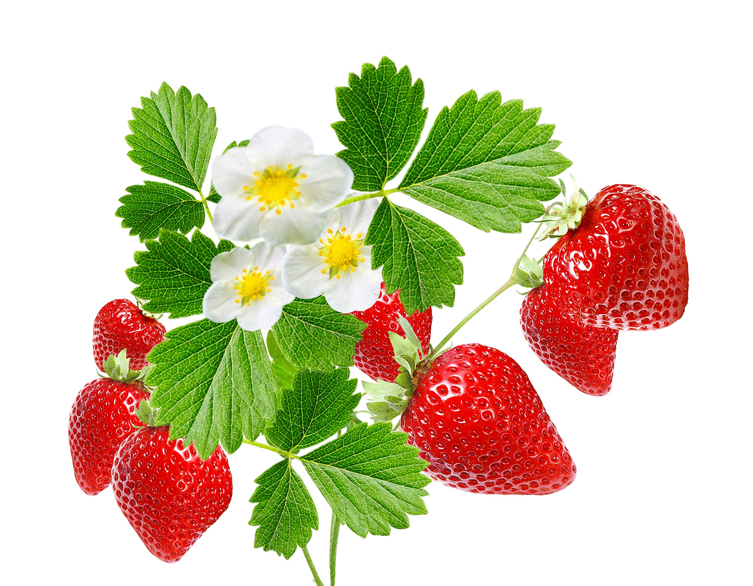 Evie-2 Strawberry Everbearing Bare Roots Plants, 25 per Pack, Hardy Plants Non GMO