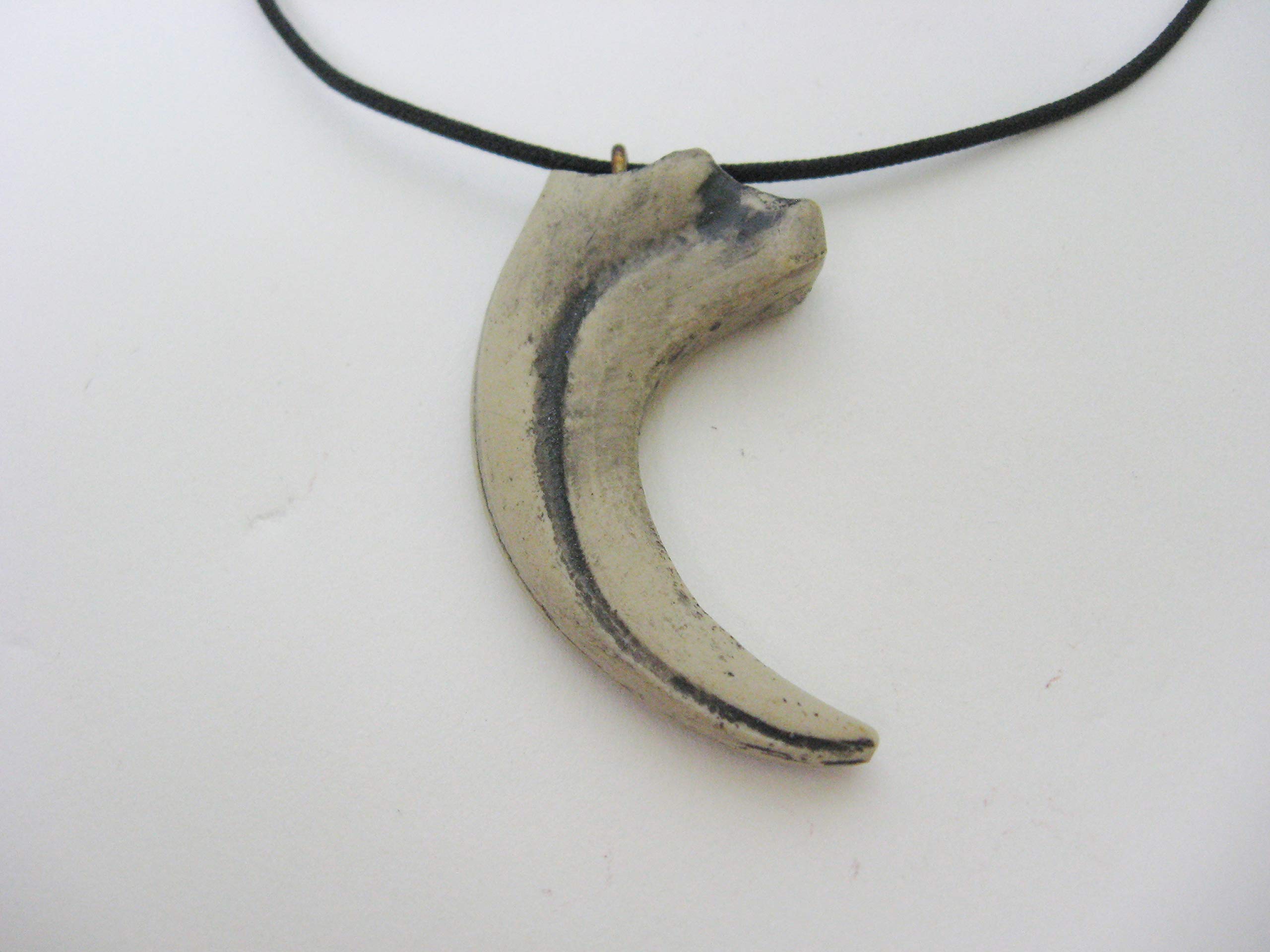 Mid-Land Scientific Sauronitholestes Dinosaur Claw Pendant Necklace (344-5)
