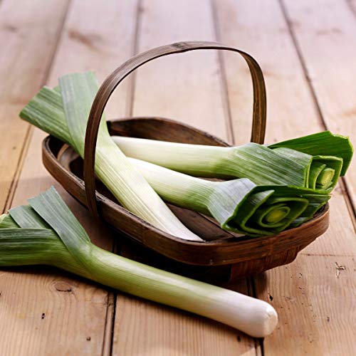 Gaea's Blessing Seeds - Leek Seeds - Non-GMO American Flag Leek Seeds with Easy to Follow Planting Instructions - 90% Germination Rate