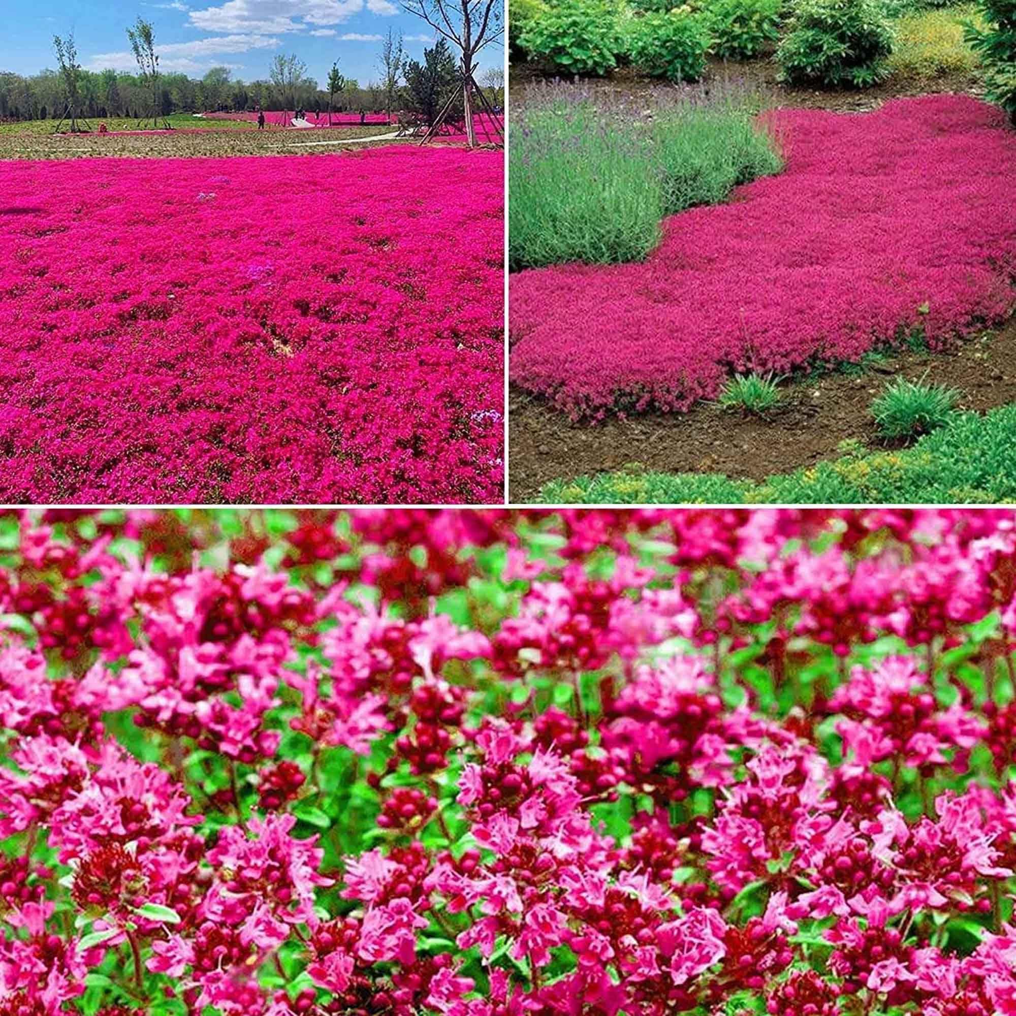 Dichmag 20000+ Heirloom Creeping Thyme Seeds for Planting - Non-GMO Magic Red Ground Cover Flowers Seeds Perennial Thymus Serpyllum Seed