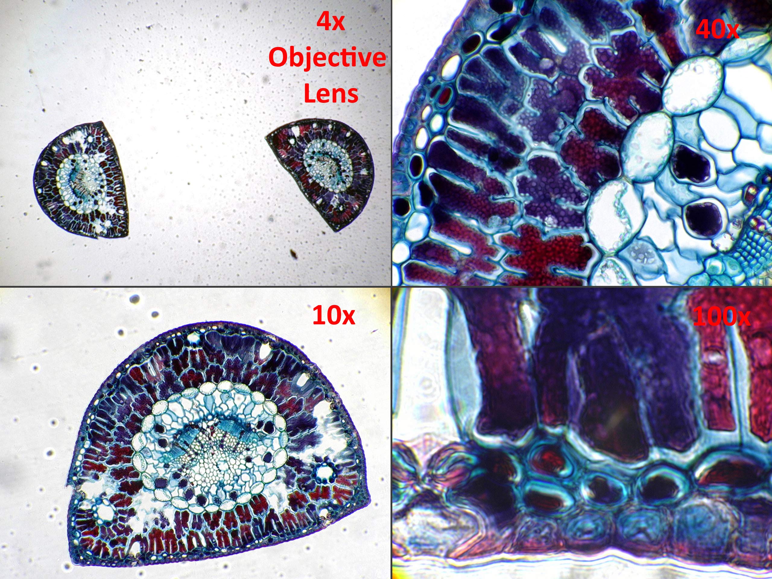 Dino-Lite USB Eyepiece Camera AM7025X β 5MP, Use on Traditional Microscope