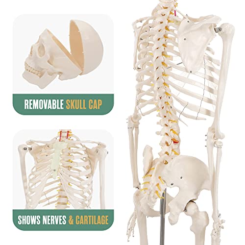 Skeleton Stand, Life Size Model, Standing Human Skeletons, 71x20x20 Inches, Lifesize Full Body Anatomy, Articulated Anatomical Skeletal System, Anatomically Correct Medical Physiology | Houseables