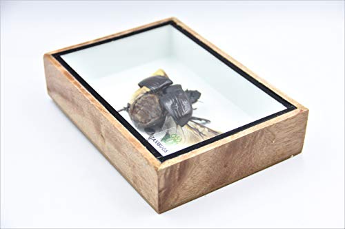 Real Exotic Elephant Dung Beetle (Heliocopris dominus (Bates, 1868) Open Wings Female β preserved taxidermy insect bug collection framed in a wooden box as pictured
