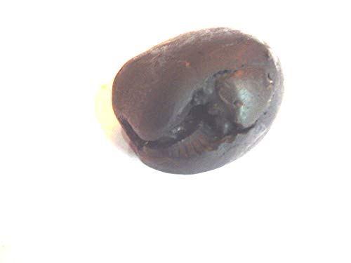 phoenix888 Sacred Adwaitya Shweta Gadadhar Pandit Shaligram Nepal Kali Gandaki