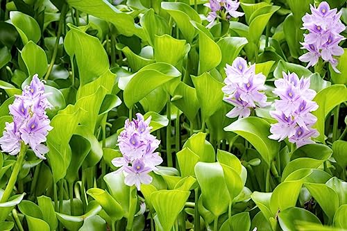 Water Hyacinth | Live Floating Pond Plants for Water Gardens (1 Water Hyacinth)