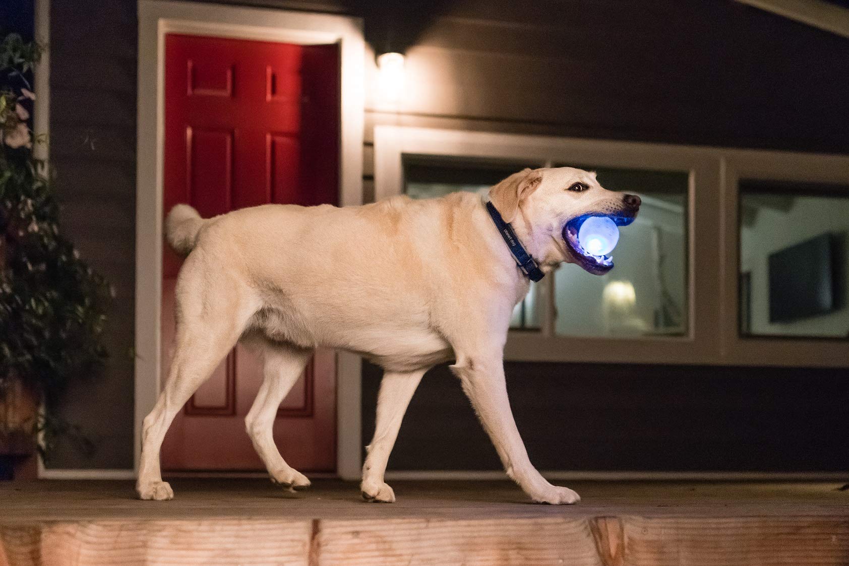 Outward Hound by Planet Dog Strobe Ball Glo Light Up LED Ball Dog Toy