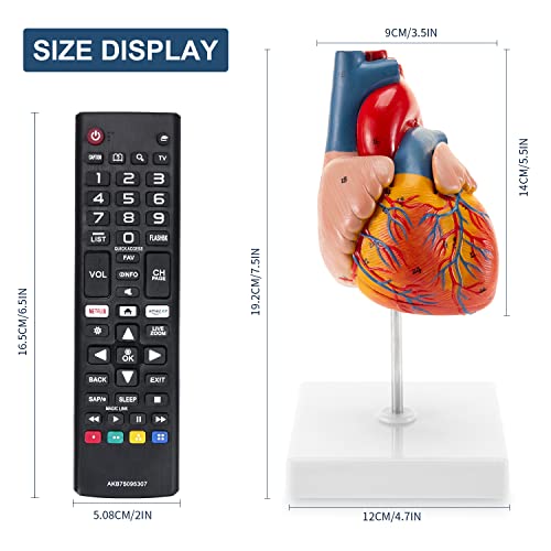 Winyousk Anatomy Heart Model, 1:1 Size Human Heart Model with 2-Part,48 Accurate Numbered Heart Model for Cardiac Labs, Medical Teaching, Hospitals