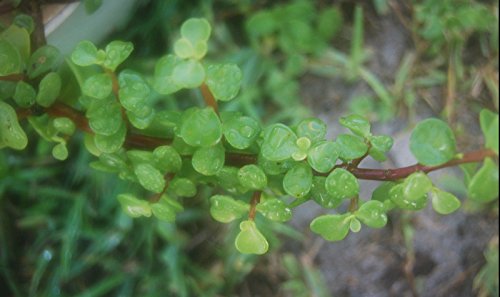 Elephant Bush - Portucalaria Afra Solid Green Bonsai β Mini Jade Tree Plant