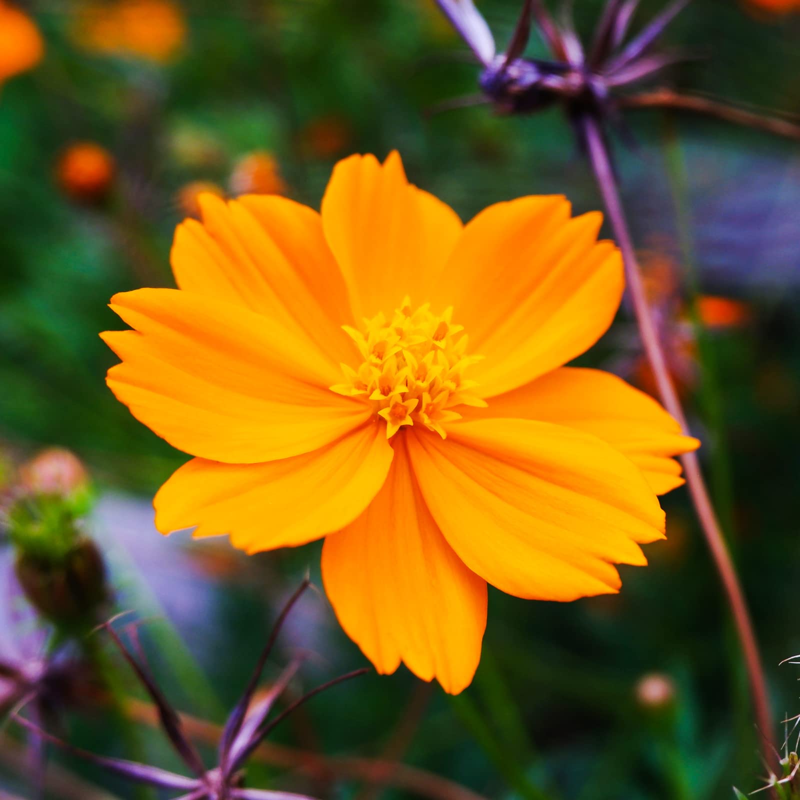Dichmag 2000+ Crazy Mixed Cosmos Seeds - Over 11 Colors Cosmos Bipinnatus Flower Seeds in a Pack - Non-GMO Seeds Produced in The US