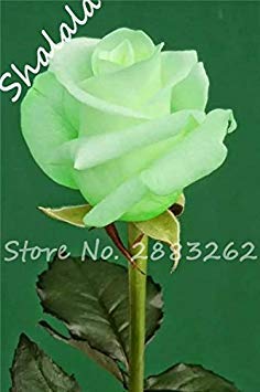 Decorazioni SEMI - 20 PCS Roses semi di rosa semi di Fiore, balcone e terrazza Cortile Rosas BonsaïPianta Wedding 16