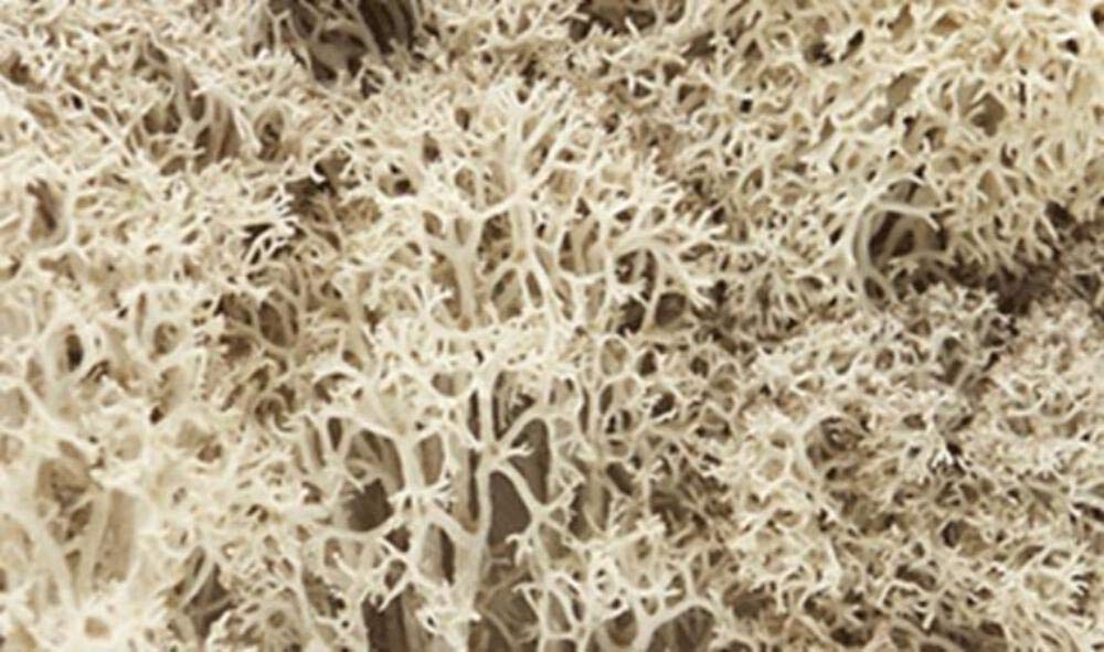 Lichen Bag, Natural, 1.5 qt