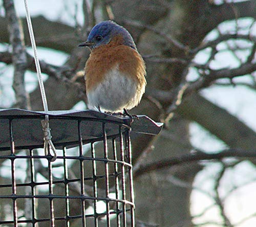 Erva Bluebird Feeder - Includes Meal Worm Cup - Designed to Keep Squirrels Out - Made in The USA