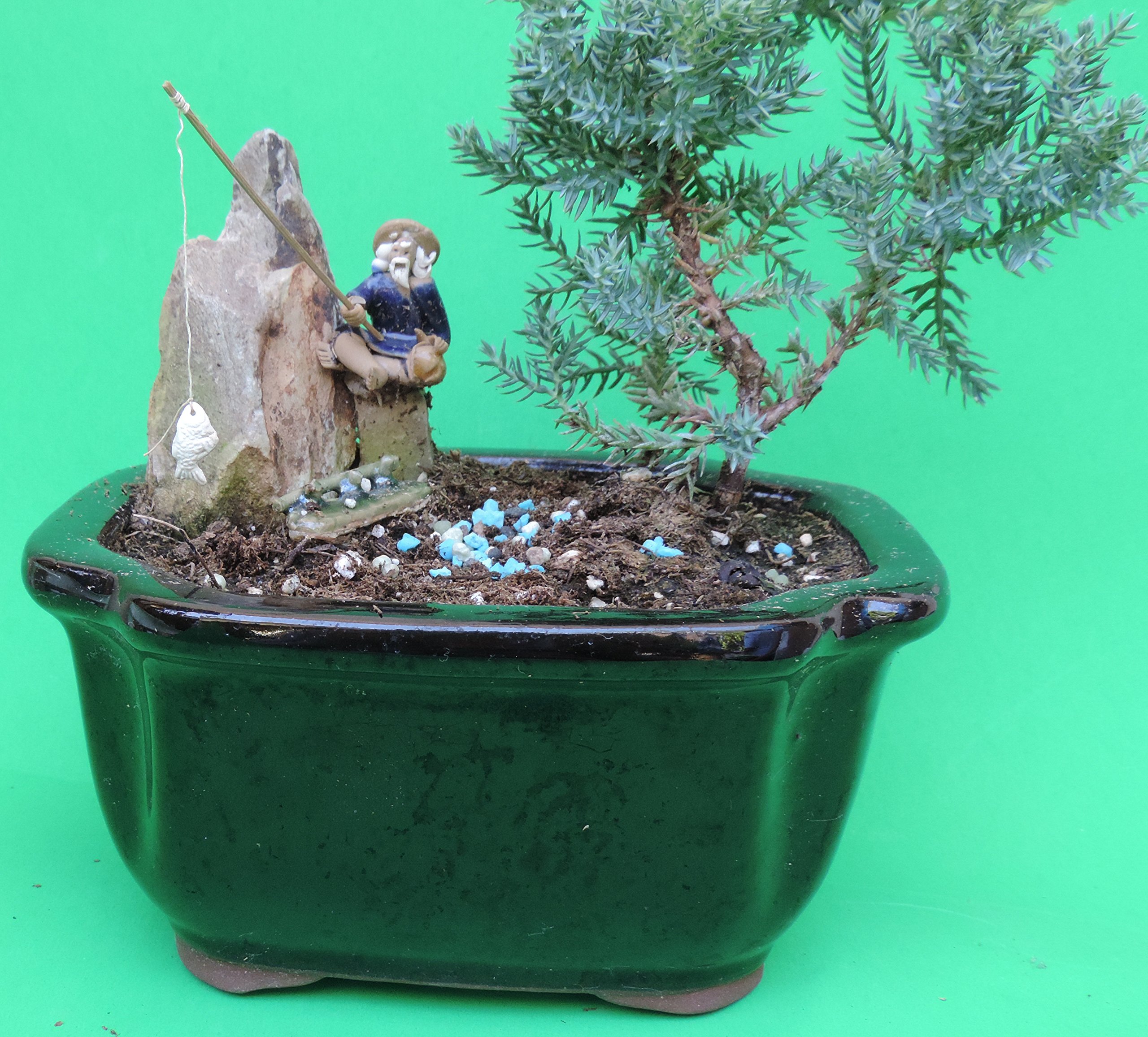 Fisherman with Dangling Fish Juniper Bonsai Tree Sold by JM Bamboo
