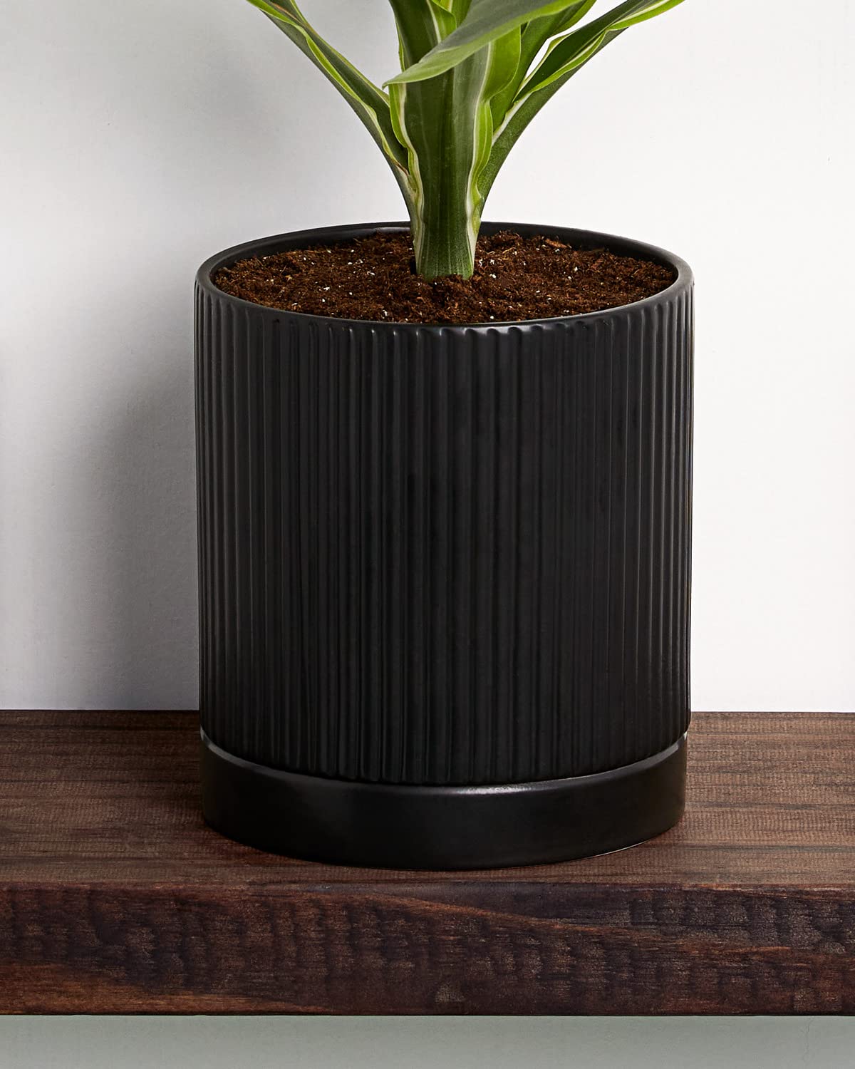 Greendigs Lemon Lime Dracaena Plant in Black Ceramic Fluted 5-Inch Pot - Houseplant Pre-Potted with Premium Soil
