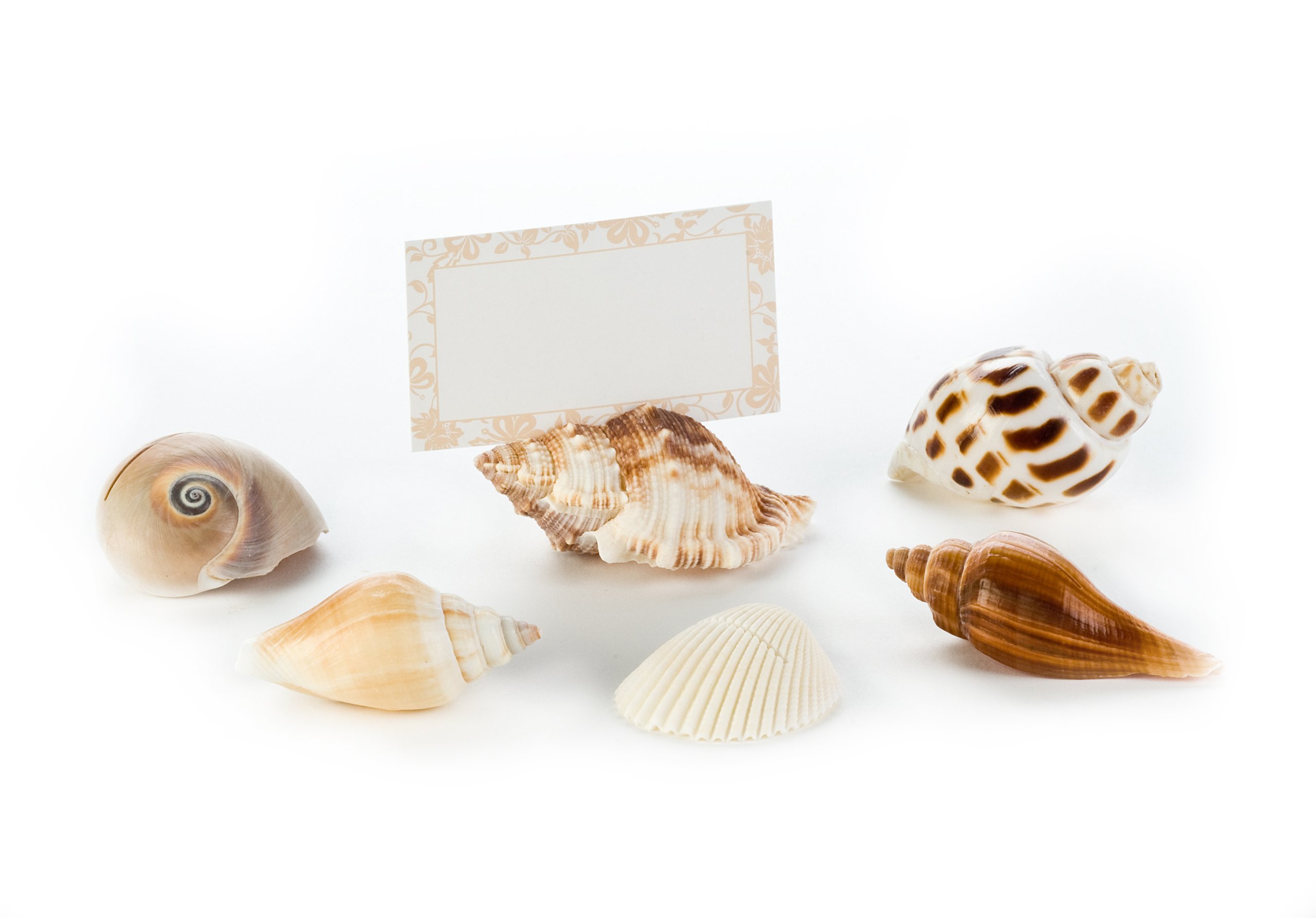 Kate Aspen Shell Placeholders