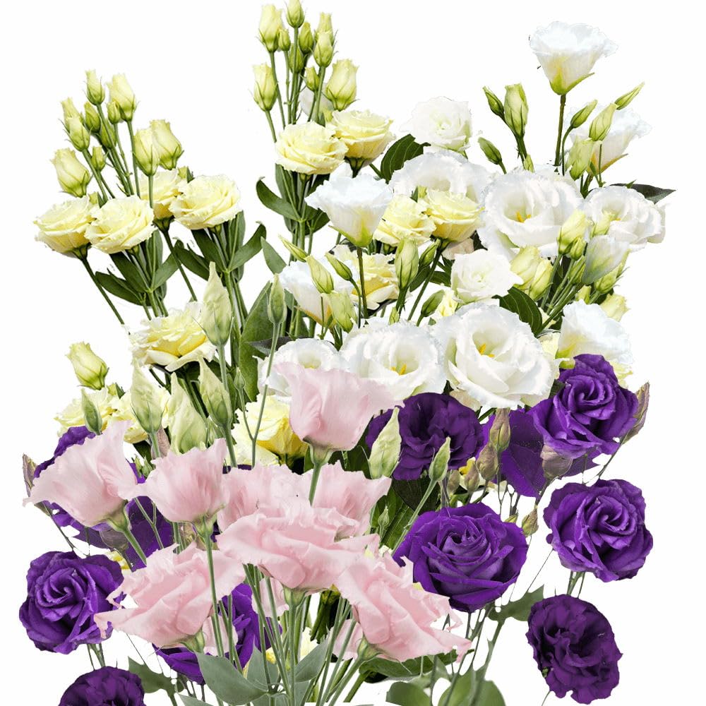Generic 200+ Lisianthus Pink, Rose, White, Purple Flower Seeds Mix/Lasting Annual jocad