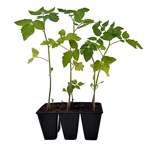 Extra Strength 6 Cell Seedling Starter Trays, 60 Pack (360 Cells), for Seed Germination and Plant Propagation Planting Starting Plugs