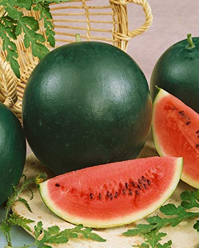 CEMEHA SEEDS Watermelon Black Beauty Early Rare Giant Fruit Heirloom Organic Non-GMO