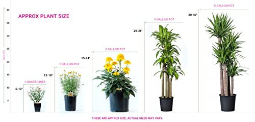 EZ Growing Plants Honeycrisp Apple Tree (5 Gallon Potted)
