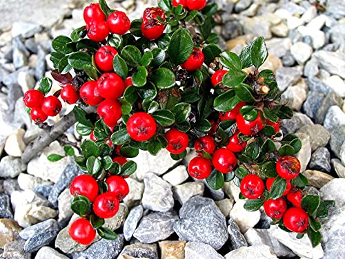 Horizontal Rockspray Cotoneaster Horizontalis Shrub 15 Seeds for Planting Non-GMO