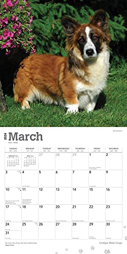 Cardigan Welsh Corgis | 2024 12 x 24 Inch Monthly Square Wall Calendar | BrownTrout | Animals Dog Breeds