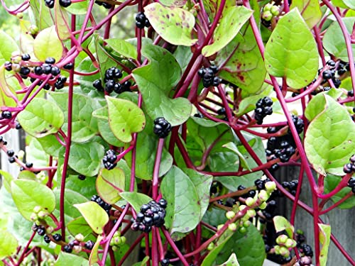 Gaea's Blessing Seeds - Red Malabar Spinach Seeds - Non-GMO Seeds with Easy to Follow Planting Instructions - Heirloom Red Stemmed Malabar - 93% Germination Rate