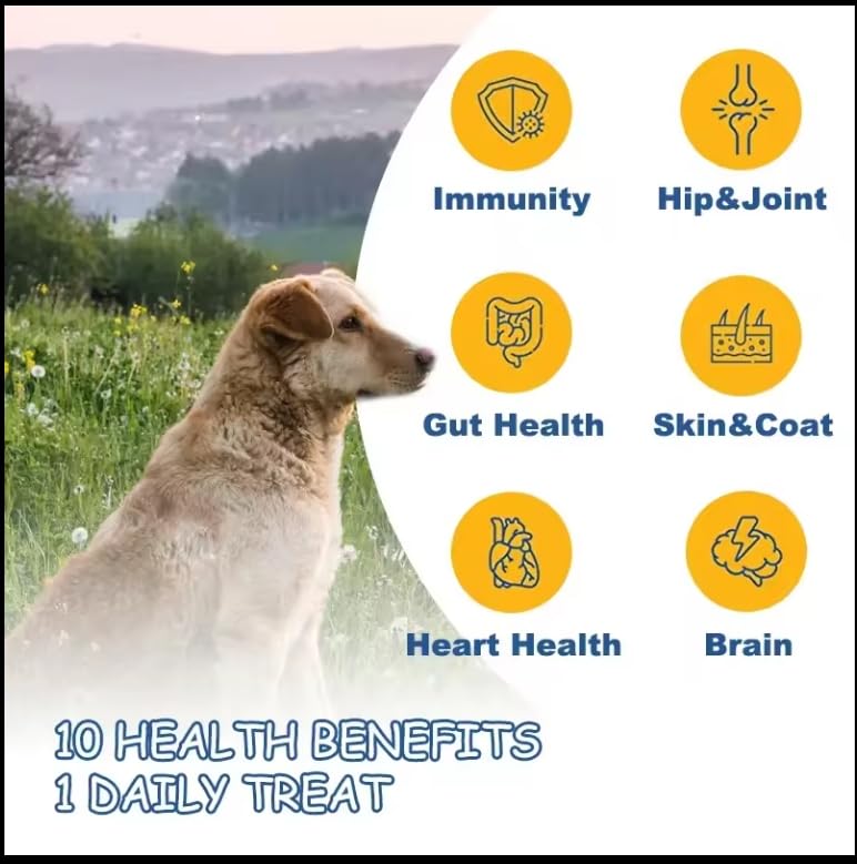 Liquid Vitamin B-12 Complex Drops for Dogs and Cats - Nutritionally Balanced Vet Formulated - Energy, Appetite, Mood - Recovery - Helps Cognition and Brain, Joints, Skin, Digestion