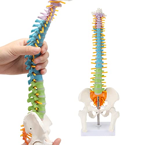MIIRR Mini Color Spine Anatomy Model, 16.5" Human Spine Model with Spinal Nerves, Intervertebral Discs, Pelvis Model, Great for Learning, Teaching, Displaying