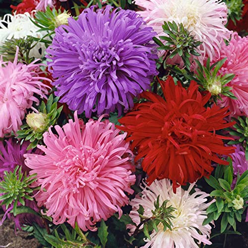 China Aster Seeds - Ostrich Feather Mix - Packet - Pink/Purple/White Flower Seeds, Open Pollinated Seed Attracts Bees, Attracts Butterflies, Attracts Pollinators, Easy to Grow & Maintain, Container