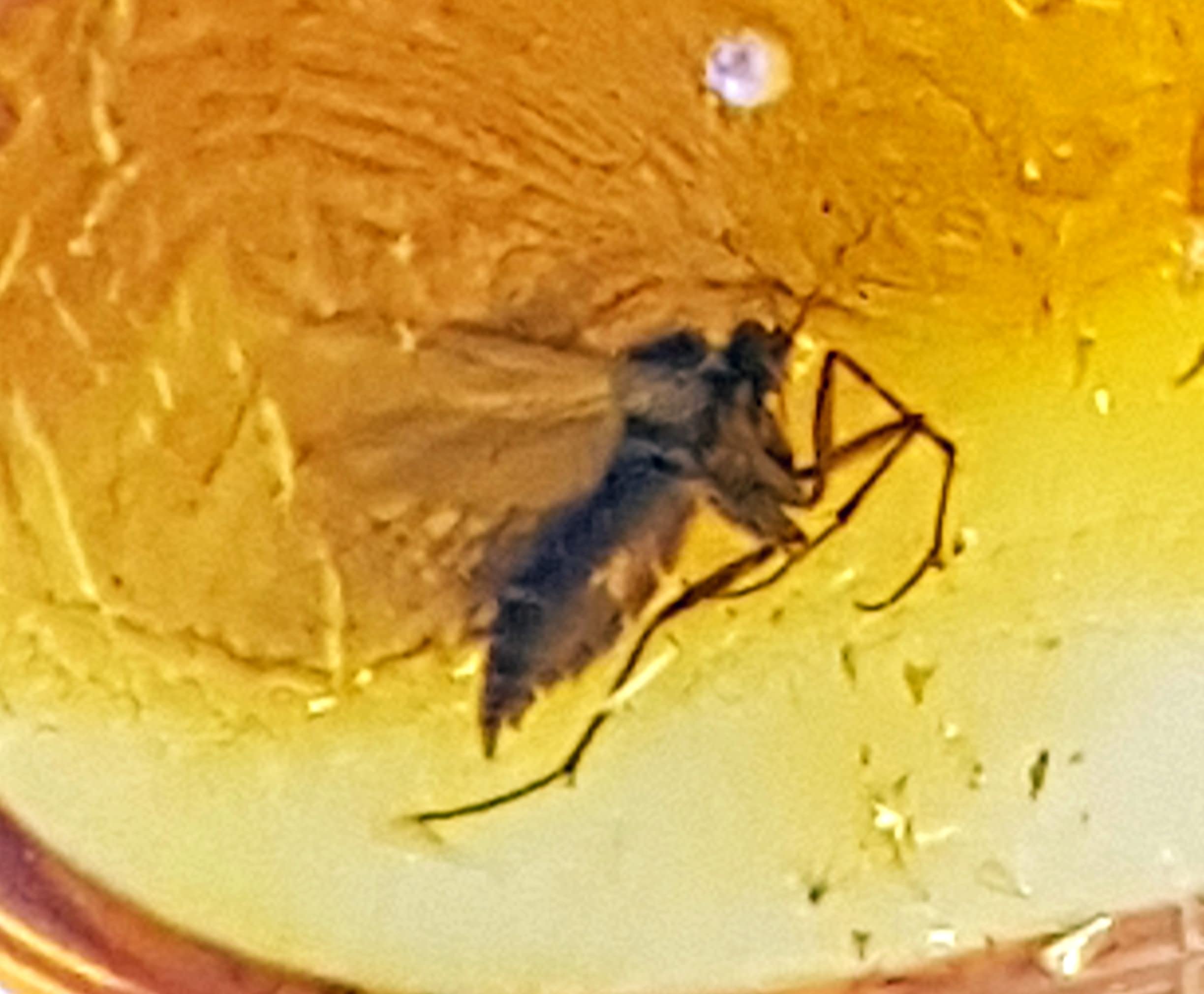 Genuine Fossil Baltic Amber with Inclusion with Magnifying Box/Beautiful Museum Grade