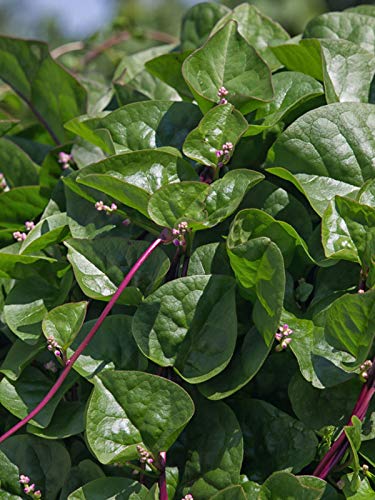 Gaea's Blessing Seeds - Red Malabar Spinach Seeds - Non-GMO Seeds with Easy to Follow Planting Instructions - Heirloom Red Stemmed Malabar - 93% Germination Rate