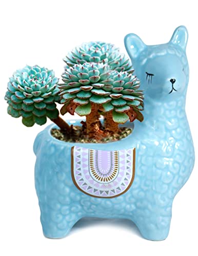 Dahlia Cute Llama Ceramic Succulent Planter/Plant Pot/Flower Pot/Bonsai Pot, Sky Blue