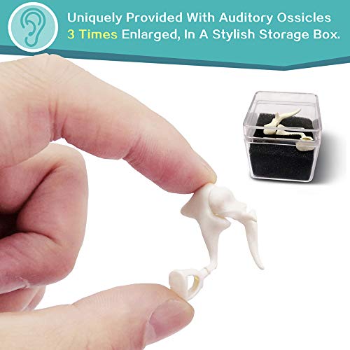 NEW HORIZON Human Model of Skeleton for Anatomy 67β High with 200+ Bones Structures,Skull Model Scientific Disarticulated Human Model of Skeleton Bundle for Anatomy,