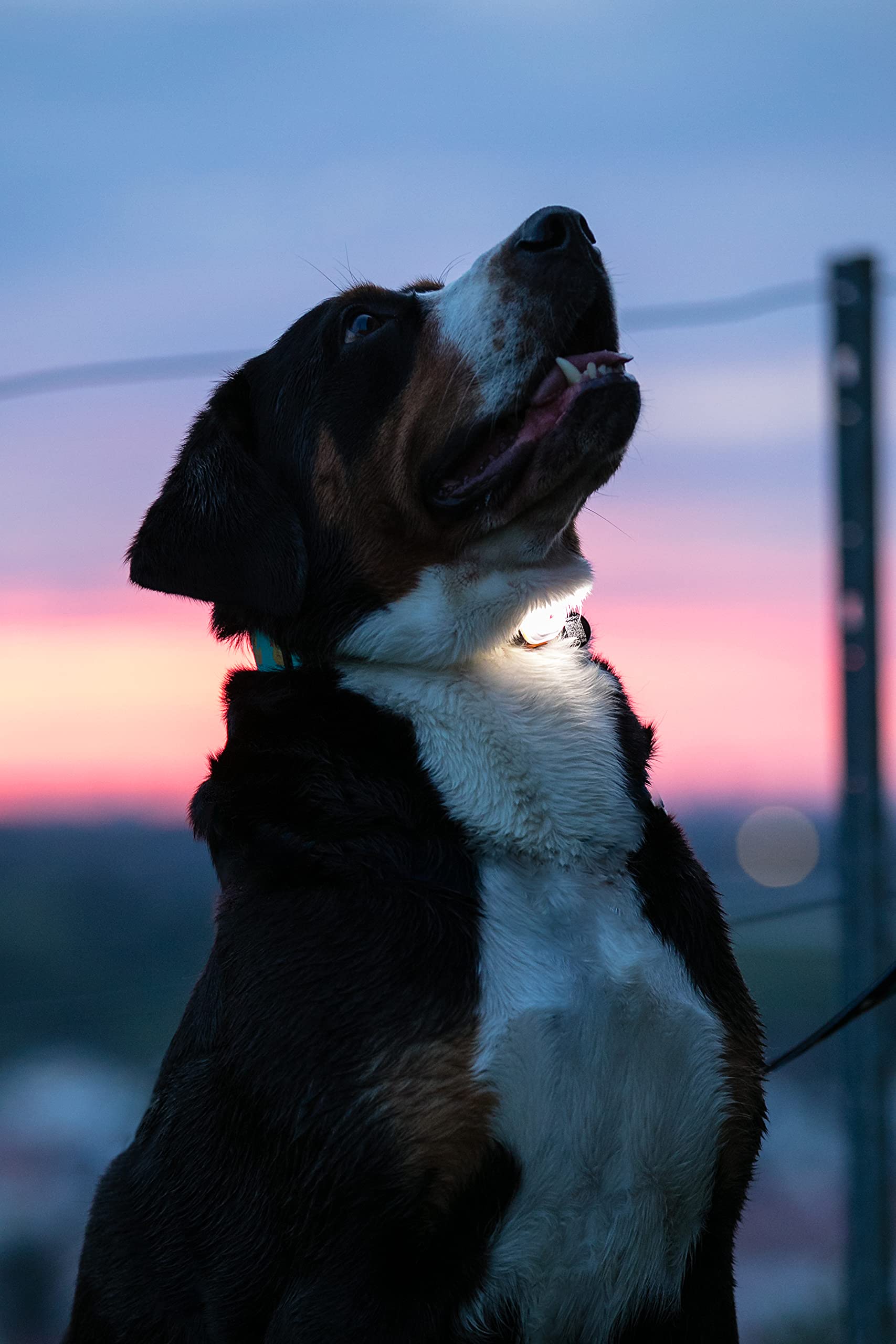 Max & Molly USB Rechargeable LED Safety Pet Light for Dog Collars & Harnesses - Waterproof, No-Dangle Secure Design, One Size Fits All - Ideal for Walking, Running, Biking & Outdoor Adventures
