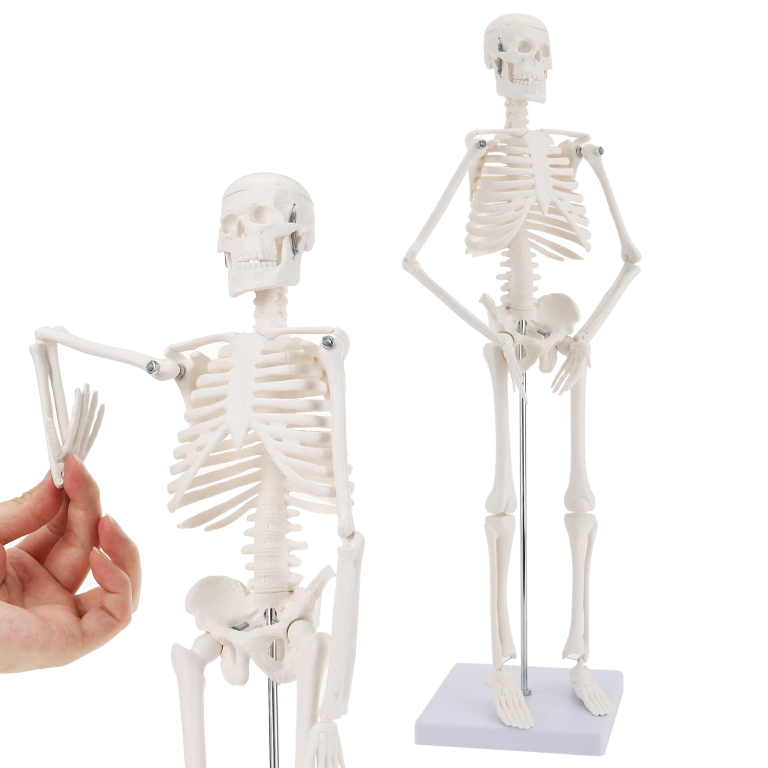 RONTEN Mini Size Human Skeleton Model, with Removable Arms and Legs 17.7â Anatomical Skeleton with Plastic Base for Anatomy Teaching and Studying, Colorful Poster Includes