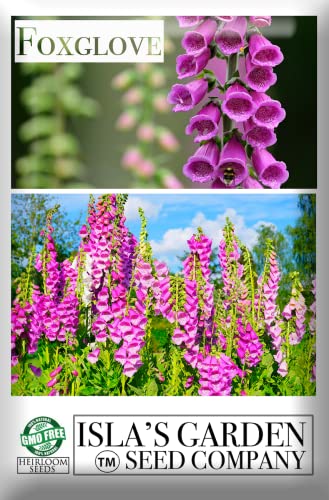 Foxglove Flower Seeds for Planting, 5500+ Heirloom Flower Seeds Per Packet, (Isla's Garden Seeds), Non GMO Seeds, Scientific Name: Digitalis
