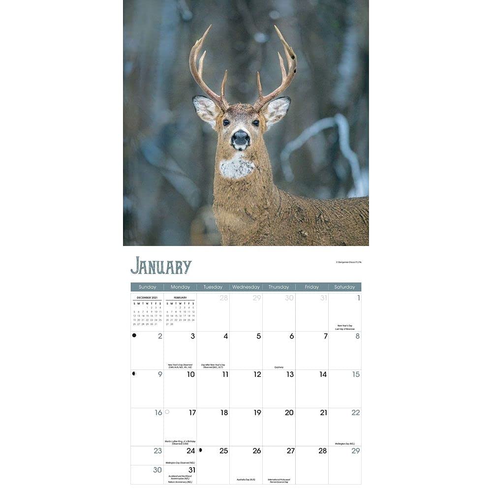Carousel Calendars, White Tailed Deer 2022 Wall Calendar