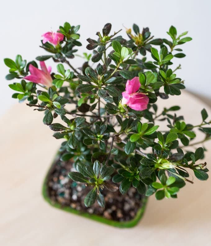 From You Flowers - Pink Azalea Bonsai for Birthday, Anniversary, Get Well, Congratulations, Thank You