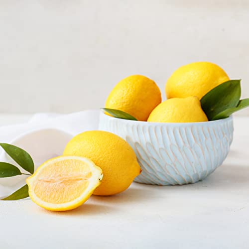 Garden State Bulb Meyer Lemon Tree, Citrus Live Plant (1 Gallon Growers Pot) Cannot Ship FL, AZ, CA, TX, LA
