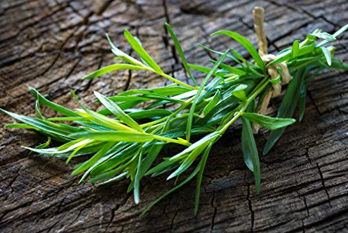 Gaea's Blessing Seeds - Tarragon Seeds - Heirloom Non-GMO Seeds with Easy to Follow Instructions - Open-Pollinated Herb Seeds Germination Rate 91%