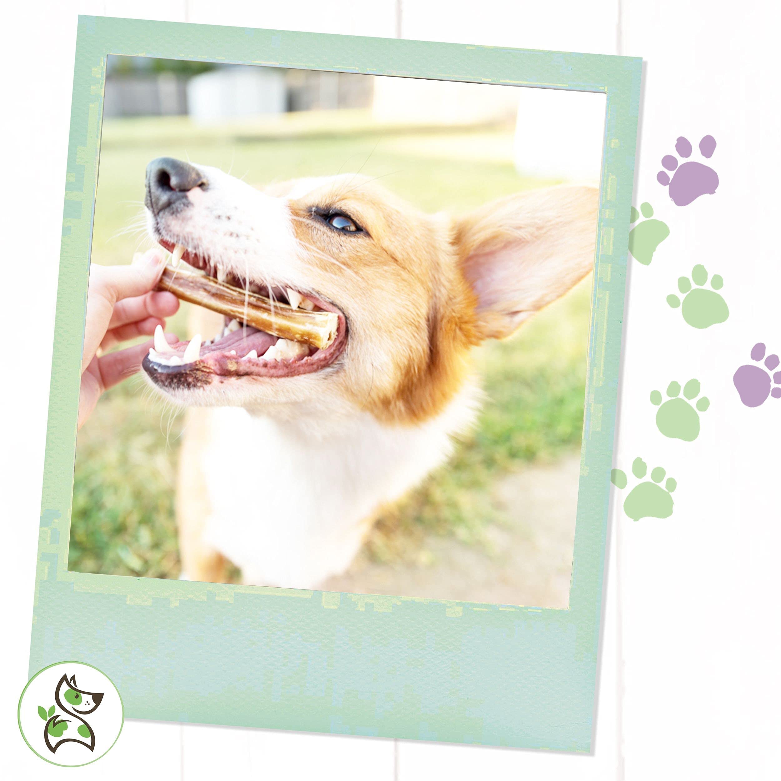 Nature Gnaws Bully Sticks for Dogs - Premium Natural Beef Dental Bones - Long Lasting Dog Chew Treats for Aggressive Chewers - Rawhide Free - 5-6 Inch