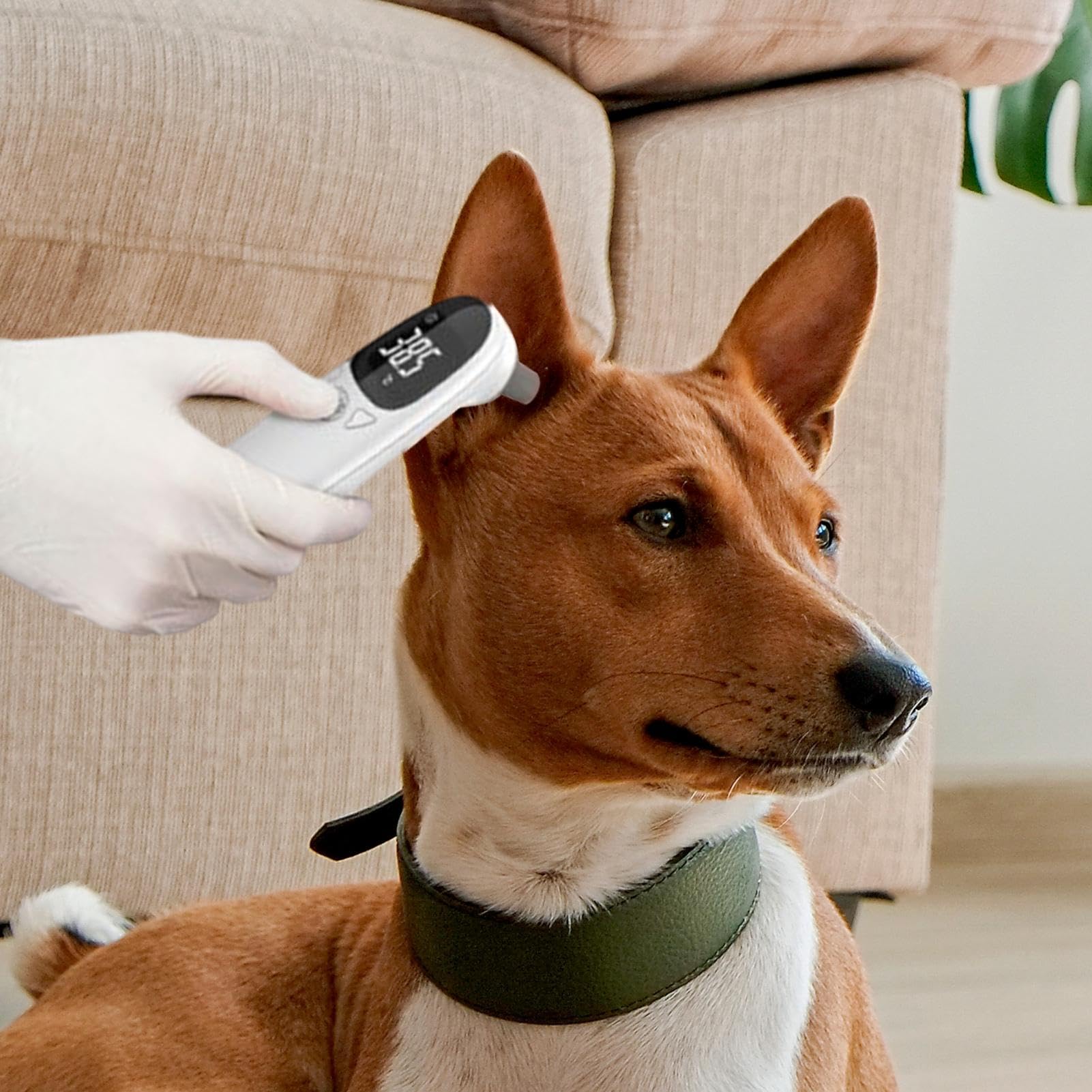 Generic Dog Ear Thermometers | Dog Tech Supplies | Accurate Fever Detection Device for Pet, Pet Supplies Veterinary Thermometers High Precision Double Mode Design, Cows Dog Ear Thermometers for Pigs