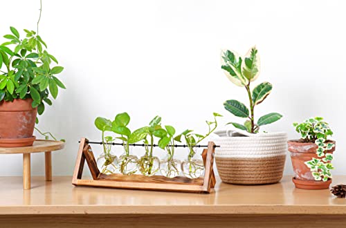 Ivolador Desktop Glass Bulb Plant Terrarium with Retro Solid Wooden Stand and Metal Swivel Holder for Hydroponics Plants Home Garden Wedding Decor (5 Bulbs)