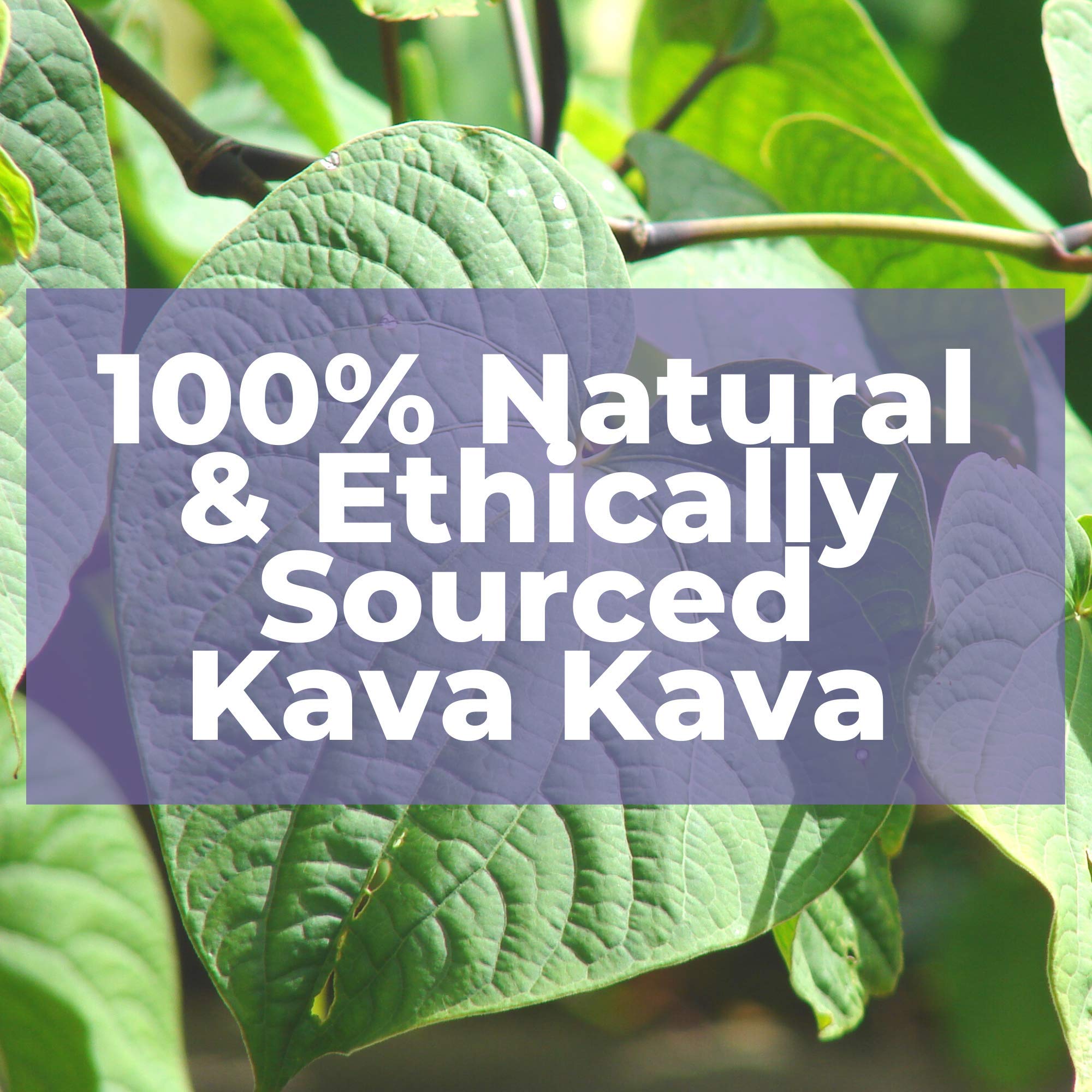 Dandy Decor by Ko & Co Oculus Organics Kava Kava Capsules (200 Capsules / 800mg Serving) | Kava Kava Supplement | Kava Kava Root Extract | Kava Tea | Stress Supplements |…
