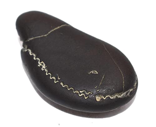 Laxmi Vishnu Paduka Shaligram - Gandaki River Nepal, Fossil, Fossil